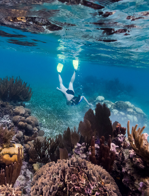 2 Liveaboards in Turneffe Reef, Belize - LiveAboard.com