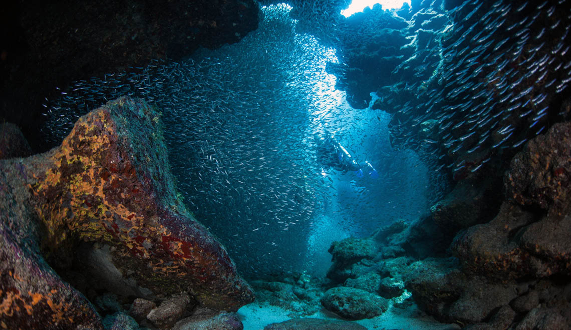トリニティ洞窟, ケイマン諸島のダイブクルーズ - LiveAboard.com