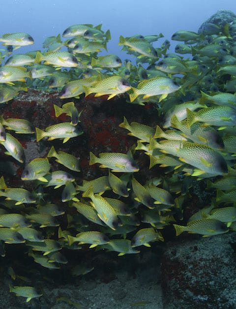 Scuba diving in Djibouti