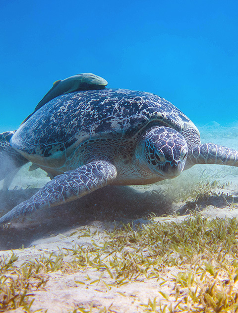 Marsa Alam Liveaboard Diving