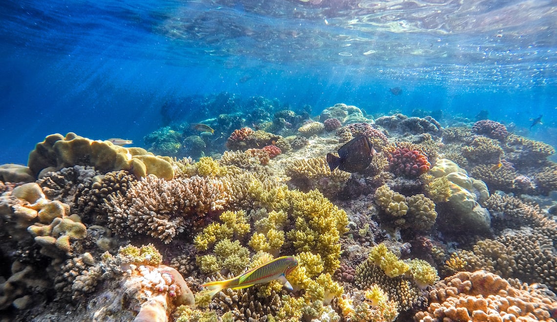 59 Liveaboards in Red Sea, Egypt - LiveAboard.com