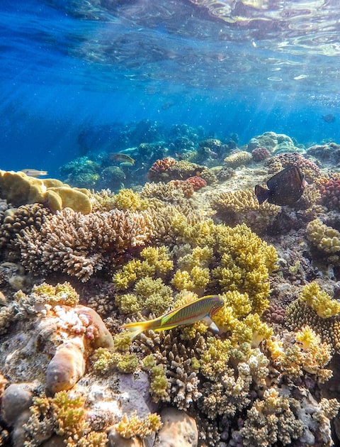 63 Liveaboards in Red Sea, Egypt - LiveAboard.com