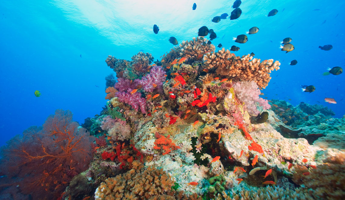 Liveaboards in Bligh Waters, Fiji - LiveAboard.com