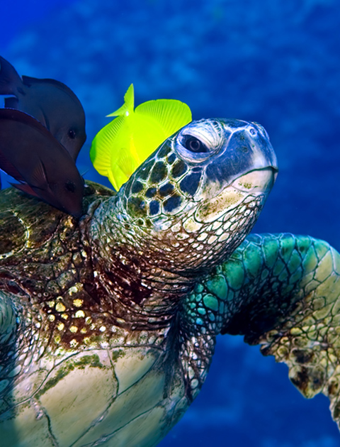 Turtle Pinnacle