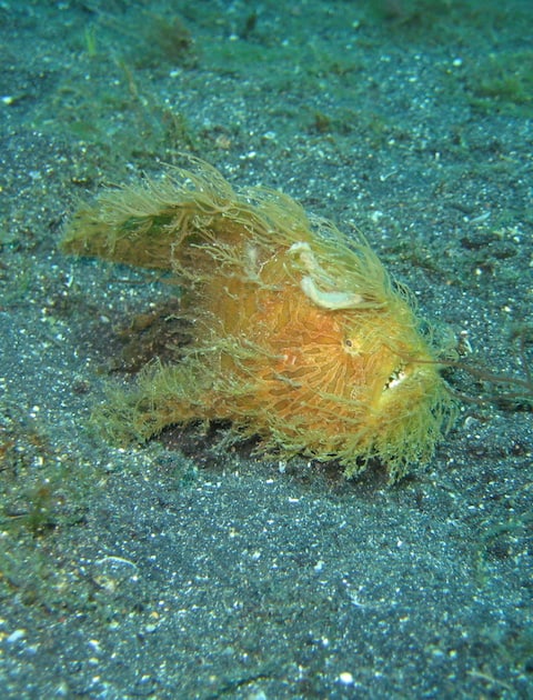 17 Liveaboards in Lembeh Strait, Indonesia - LiveAboard.com