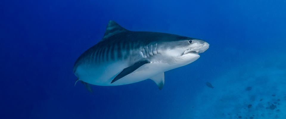 20 Liveaboards in Fuvahmulah, Maldives - LiveAboard.com