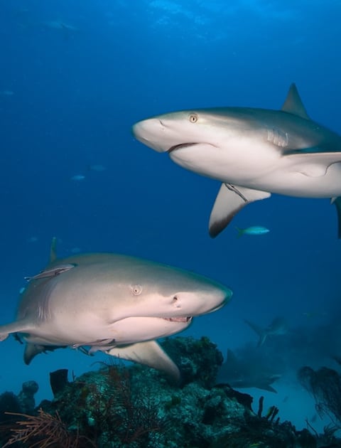 5 Liveaboards in Blue Corner, Micronesia - LiveAboard.com