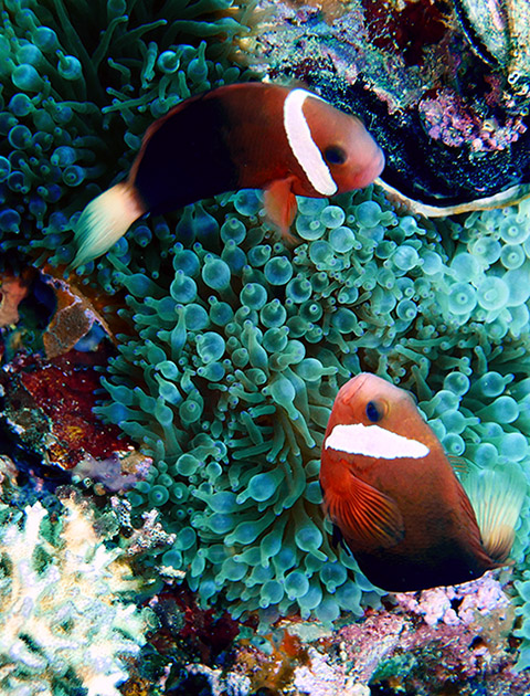 4 Liveaboards in Iro Maru Wreck, Micronesia - LiveAboard.com