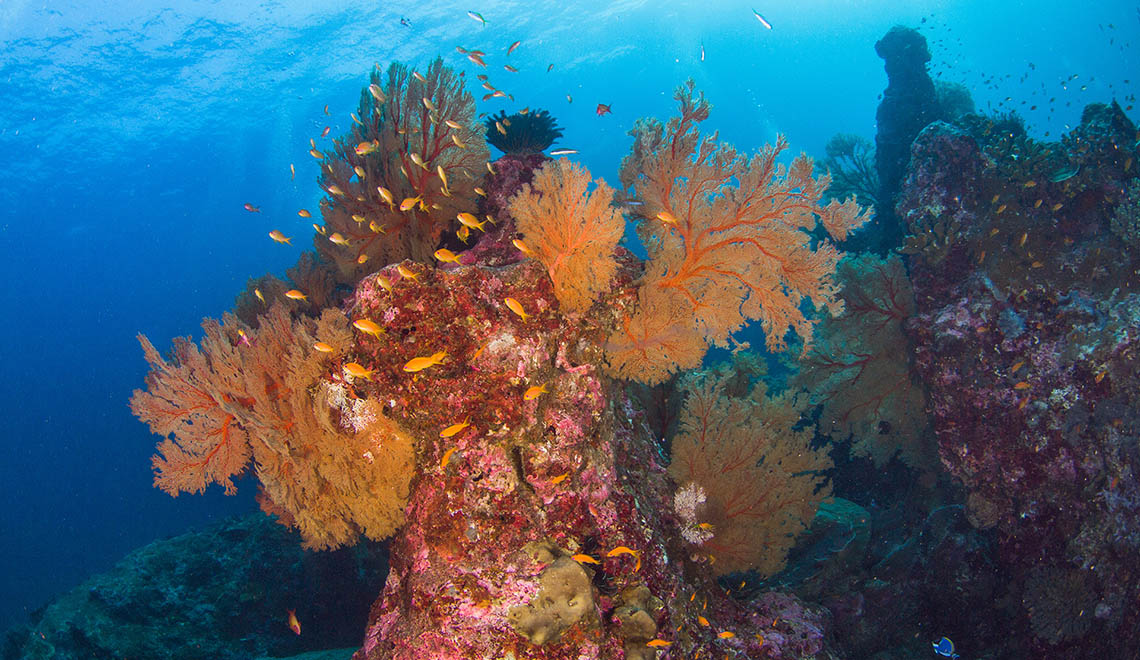 Liveaboards in Burma Banks, Myanmar - LiveAboard.com