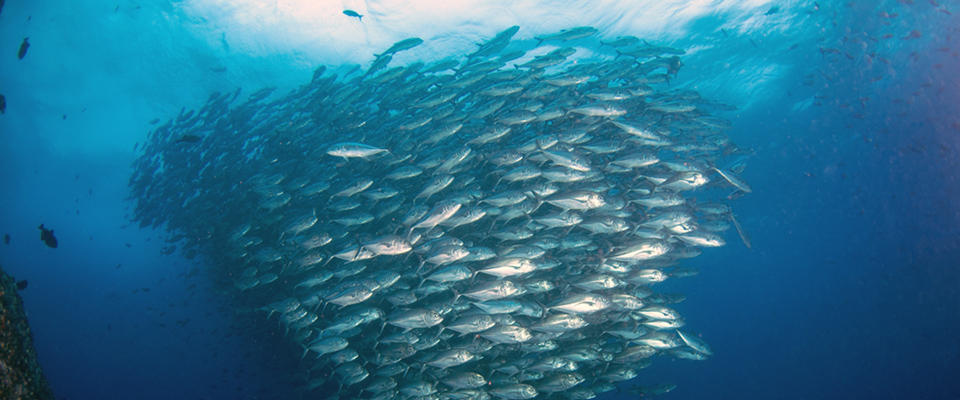 Malpelo Island Liveaboard Diving