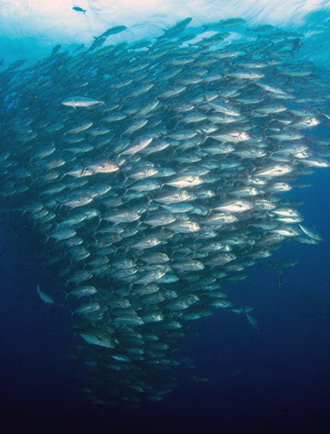 Malpelo Island Liveaboard Diving