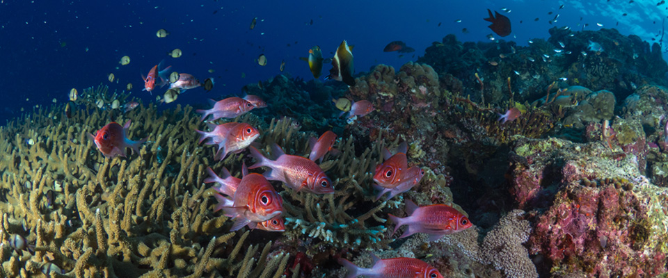 2 Liveaboards in Kimbe Bay, Papua New Guinea - LiveAboard.com