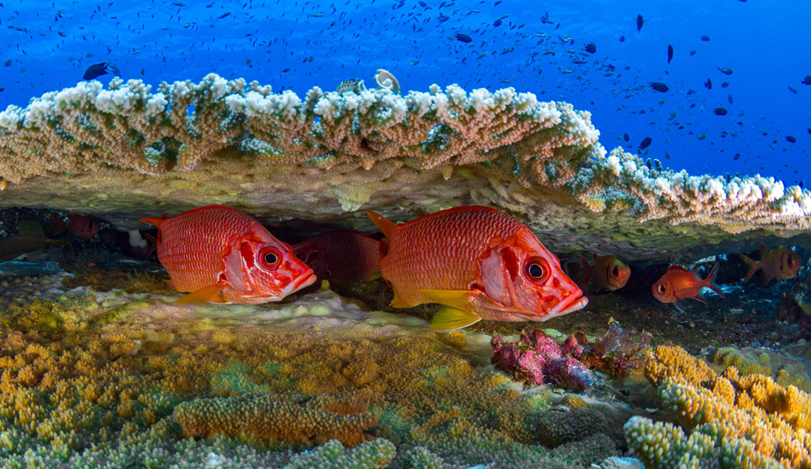 2 Liveaboards in Witu Islands, Papua New Guinea - LiveAboard.com