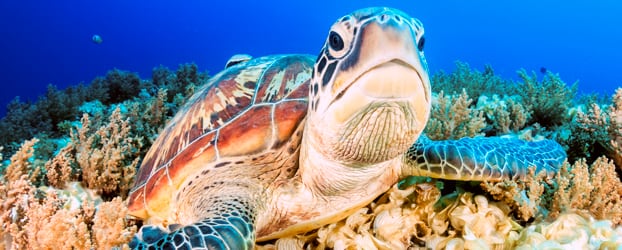 LiveAboard.com: 477 Liveaboards. 37926 Diving trips.