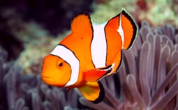 Liveaboard.com: 491 Liveaboards. 34371 Diving trips.