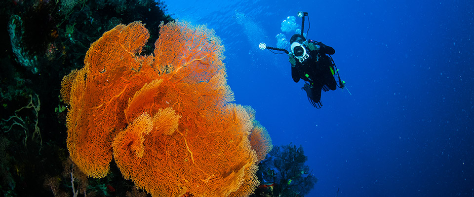 16 Liveaboards in Banta, Indonesia - LiveAboard.com