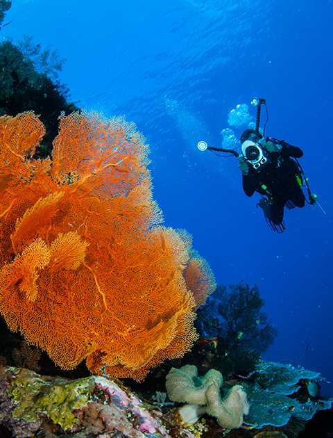 16 Liveaboards in Banta, Indonesia - LiveAboard.com