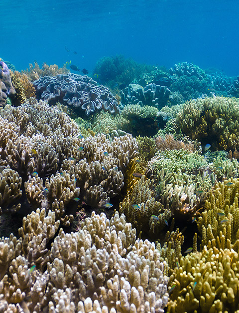 30 Liveaboards in Batanta, Indonesia - LiveAboard.com