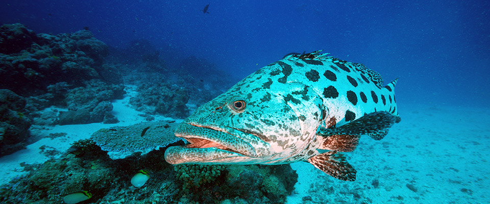 2 Liveaboards in Cod Hole, Australia - LiveAboard.com