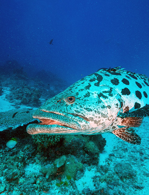 2 Liveaboards in Cod Hole, Australia - LiveAboard.com
