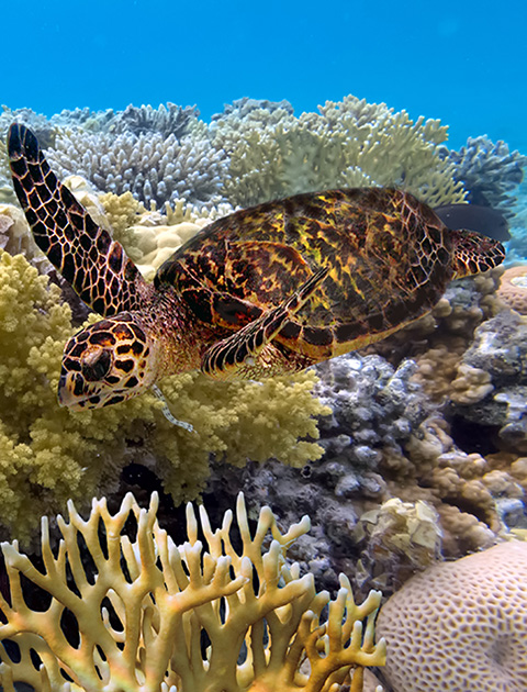 2 Liveaboards in Flynn Reef, Australia - LiveAboard.com