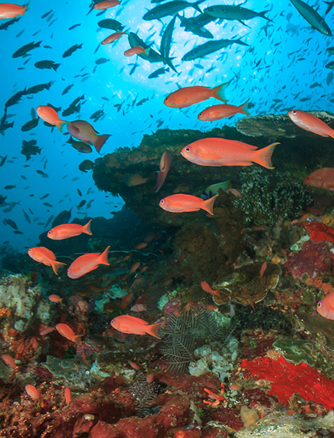 2 Liveaboards in Milln Reef, Australia - LiveAboard.com