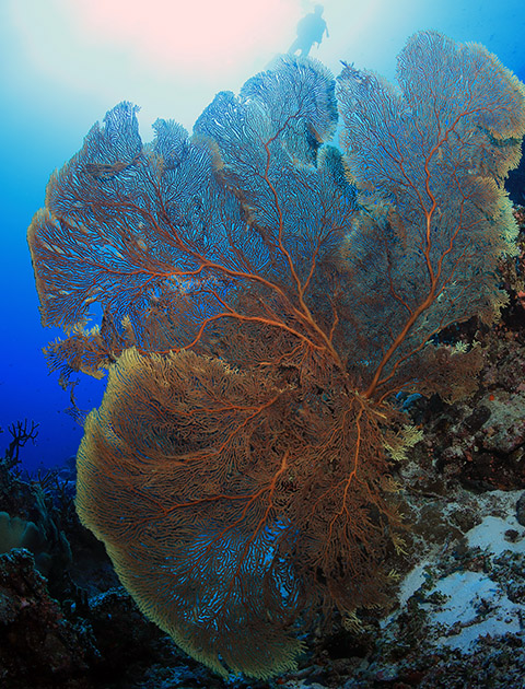 2 Liveaboards in Osprey Reef, Australia - LiveAboard.com