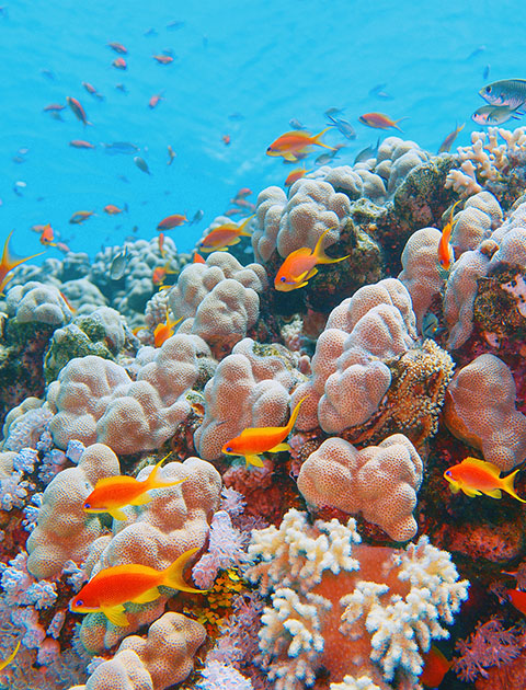 Rowley Shoals Liveaboard Diving