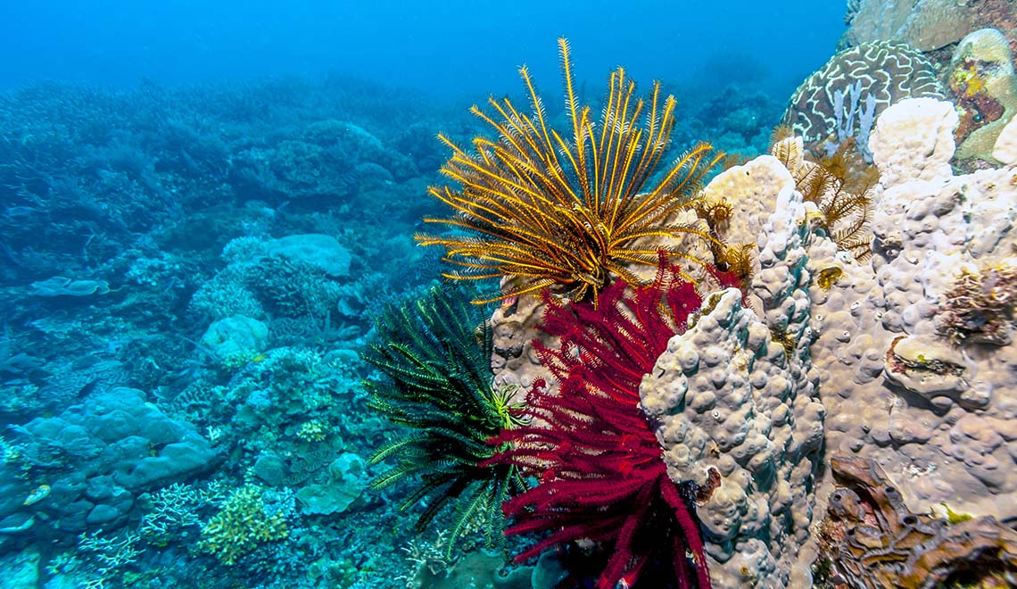 9 Liveaboards in Saumlaki, Indonesia - LiveAboard.com