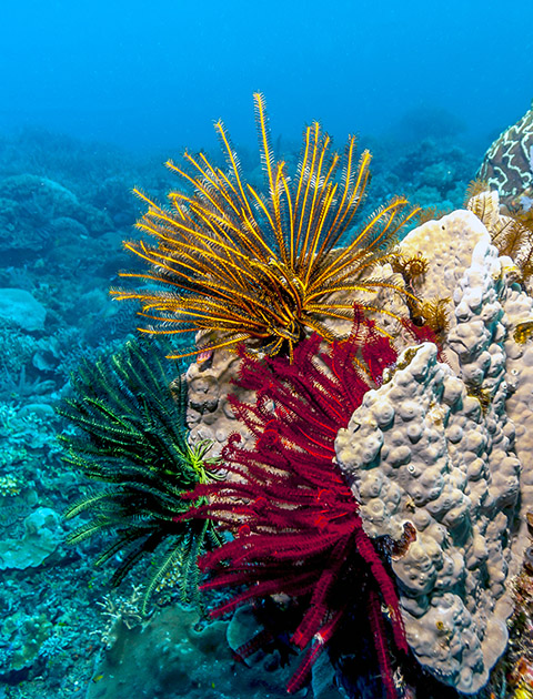 12 Liveaboards in Saumlaki, Indonesia - LiveAboard.com