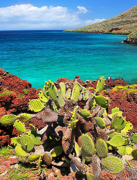31 Cruises in Rabida Island, Galapagos - LiveAboard.com