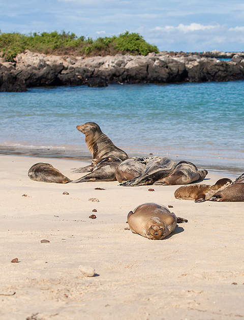 41 Cruises in Santa Fe Island, Galapagos - LiveAboard.com