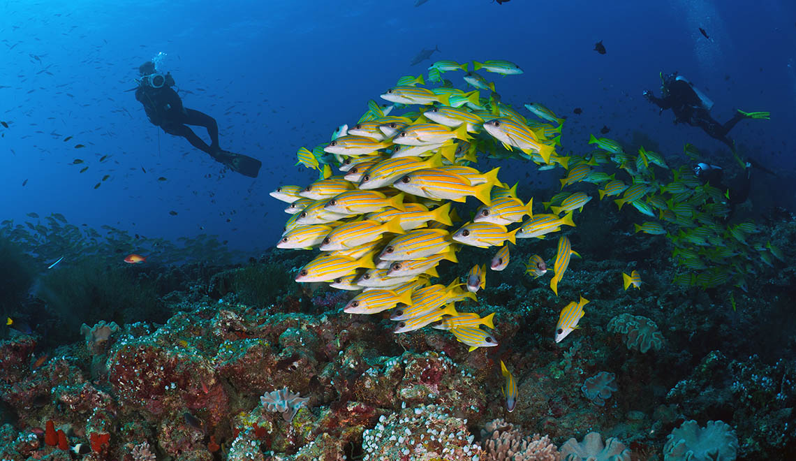 44 Crociere subacquee in Atollo di Male Sud, Maldive - LiveAboard.com