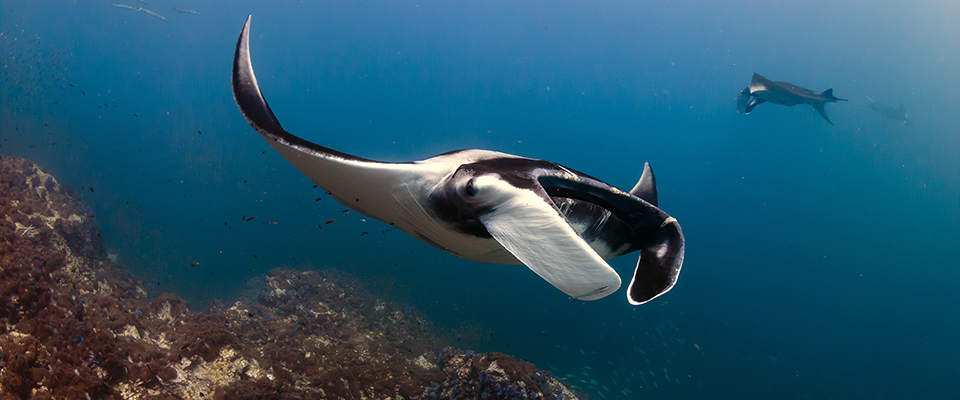 20 Liveaboards in Thaa Atoll, Maldives - LiveAboard.com