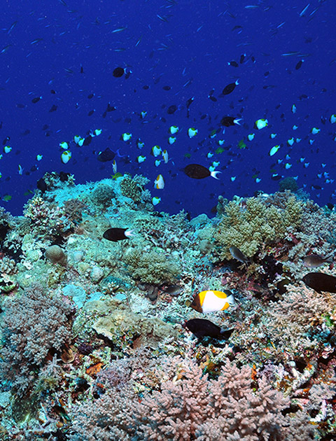 8 Liveaboards in Apo Reef, Philippines - LiveAboard.com