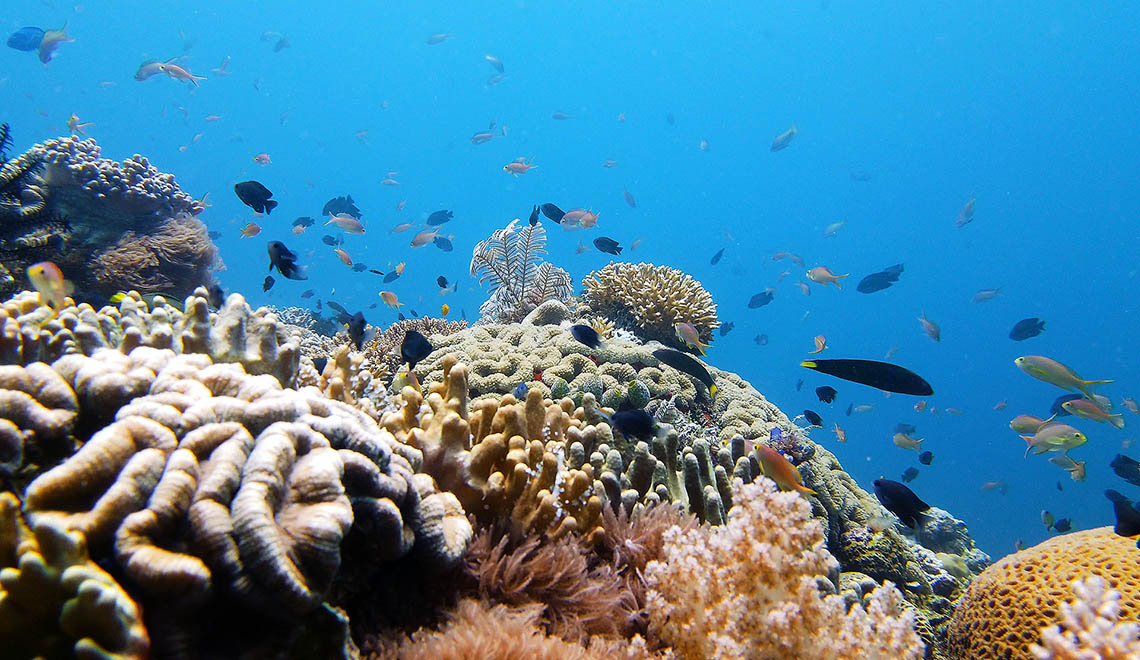3 Liveaboards in Leyte, Philippines - LiveAboard.com