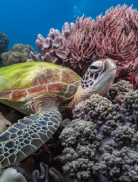 3 Liveaboards in Negros, Philippines - LiveAboard.com