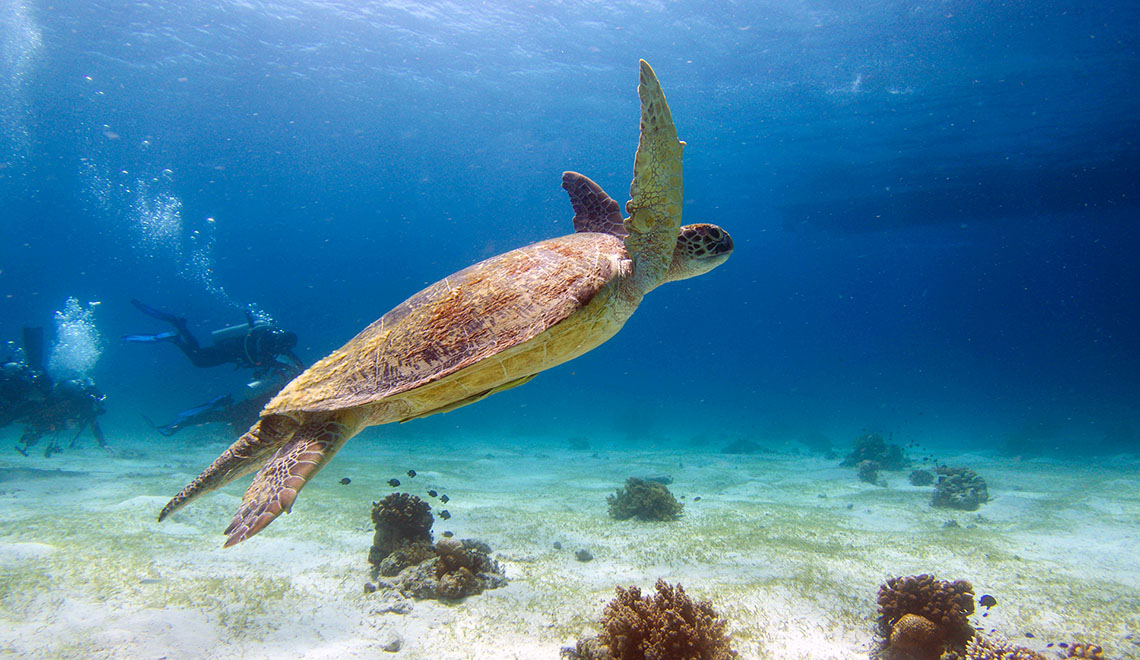 7 Liveaboards in Visayas, Philippines - LiveAboard.com